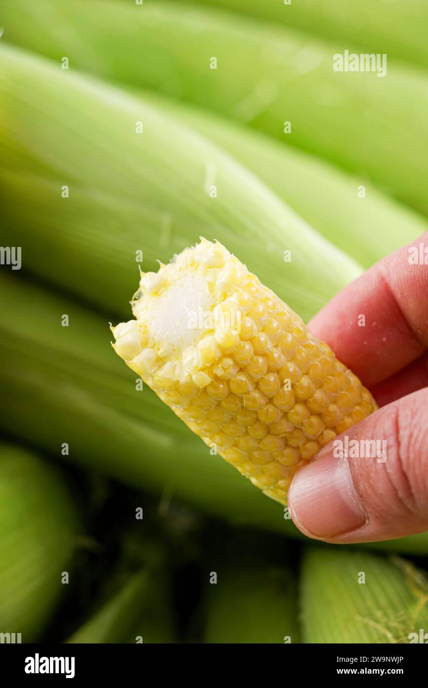 Images of baby corn, corn cobs, high quality images of corn Stock Photo ...