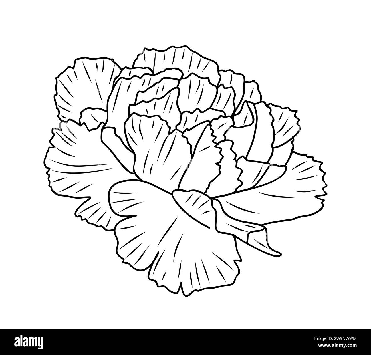 Carnation flower line art drawing vector isolated Stock Vector Image ...