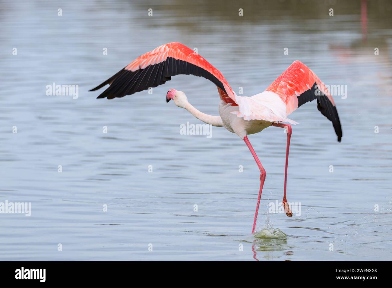 A Greater Flamingo running for take off, morning in springtime ...