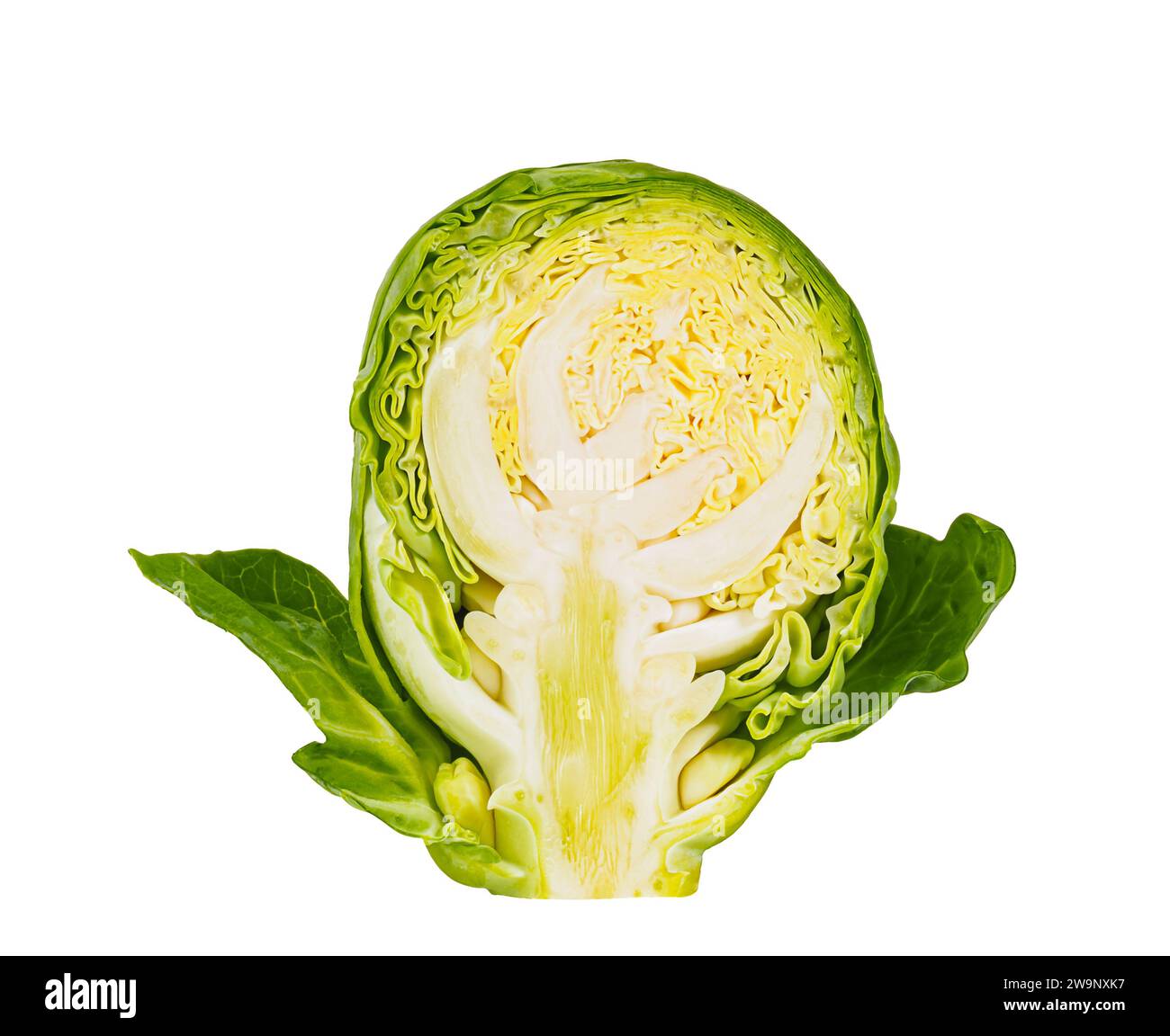 cross section of one brussels sprouts, close-up, isolated on white ...