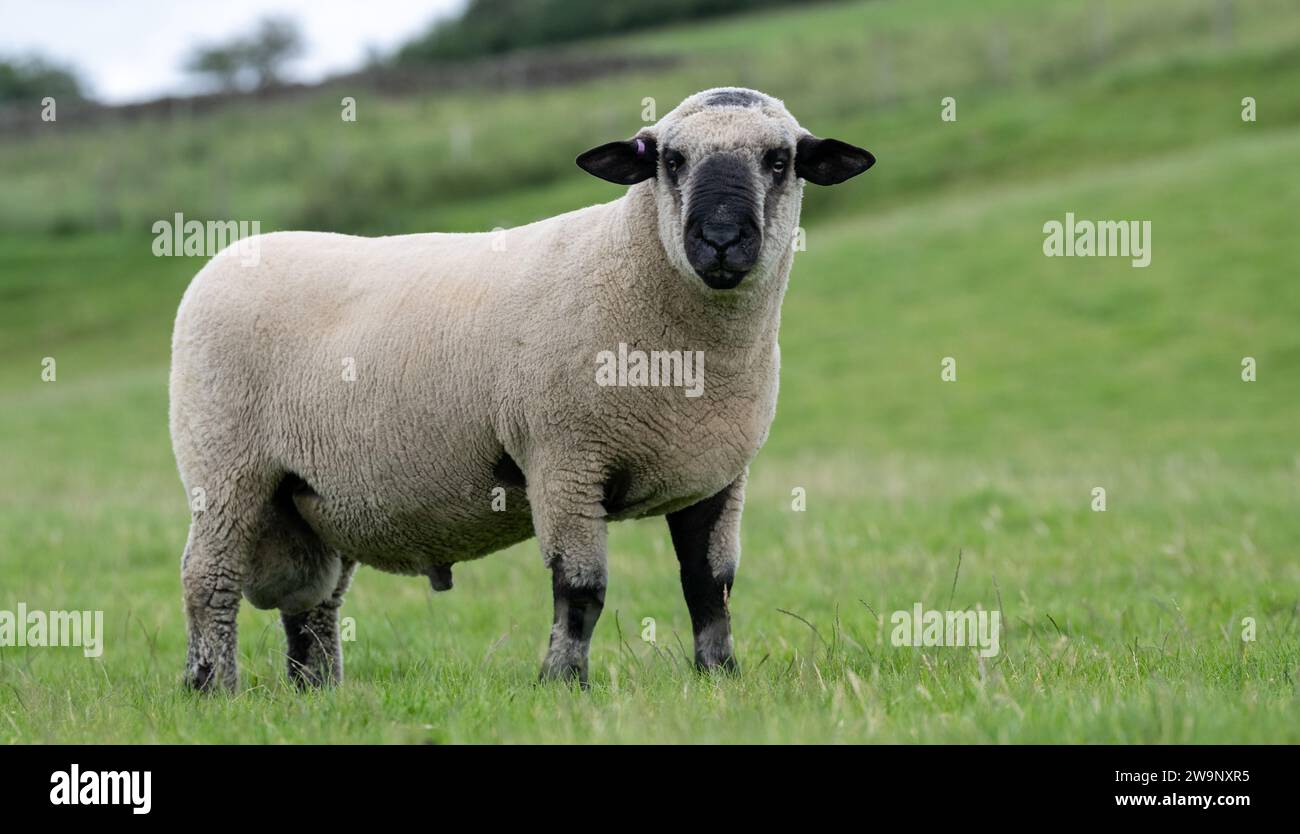 Hampshire Down Ram, a British lowland breed. Cumbria, UK Stock Photo ...