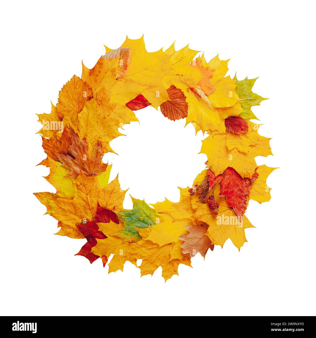 Autumn frame maple rowan Cut Out Stock Images & Pictures - Alamy