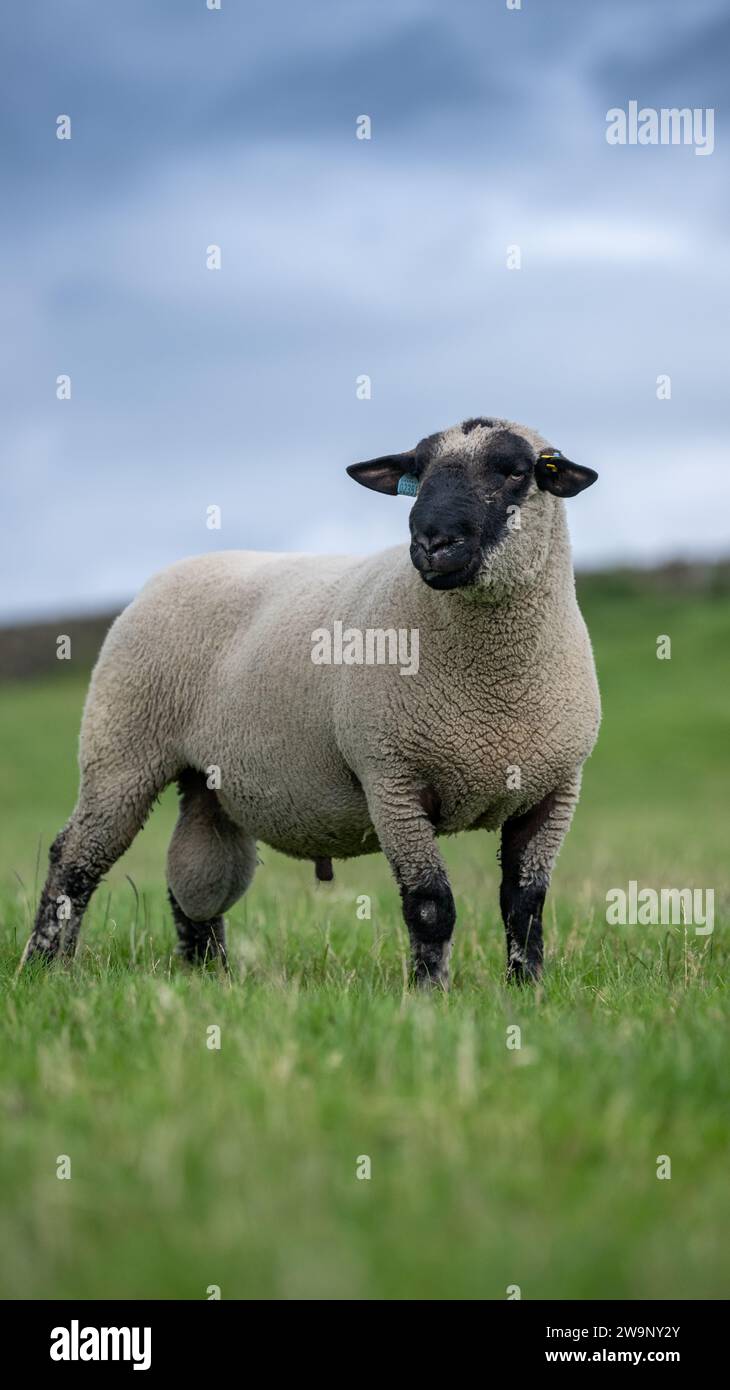 Hampshire Down Ram, a British lowland breed. Cumbria, UK Stock Photo ...