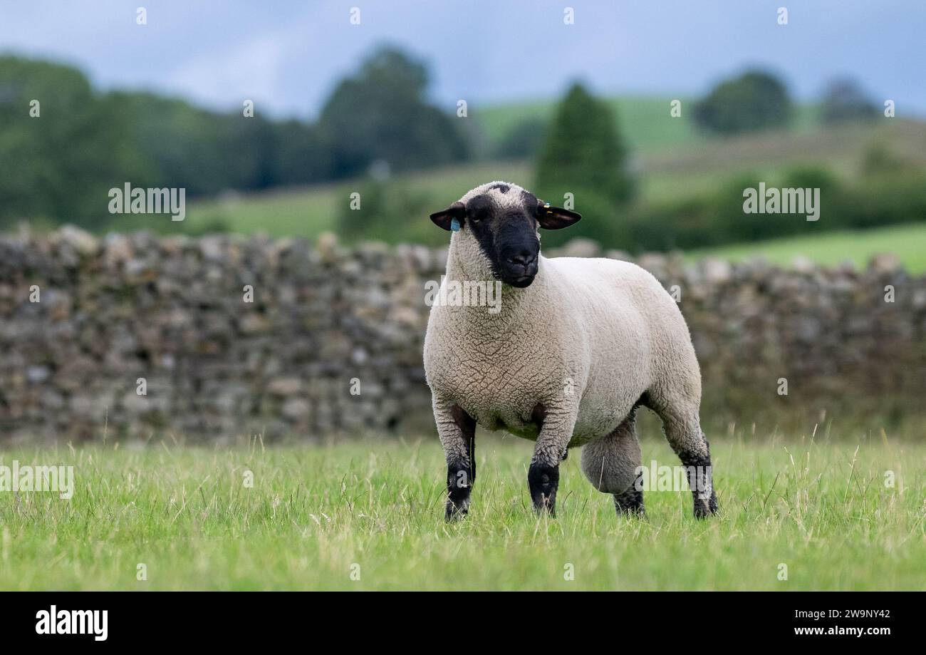 Hampshire Down Ram, a British lowland breed. Cumbria, UK Stock Photo ...