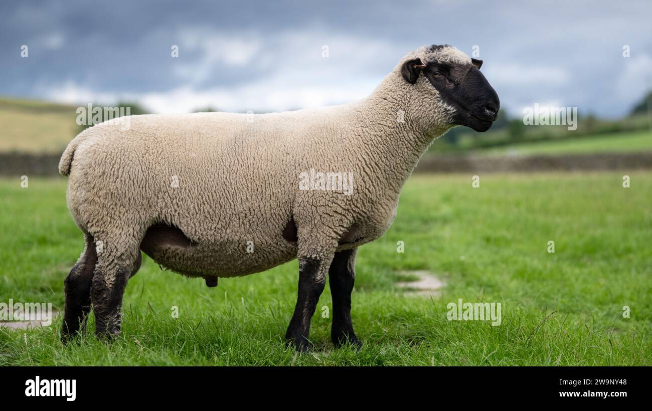 Hampshire Down Ram, a British lowland breed. Cumbria, UK Stock Photo ...