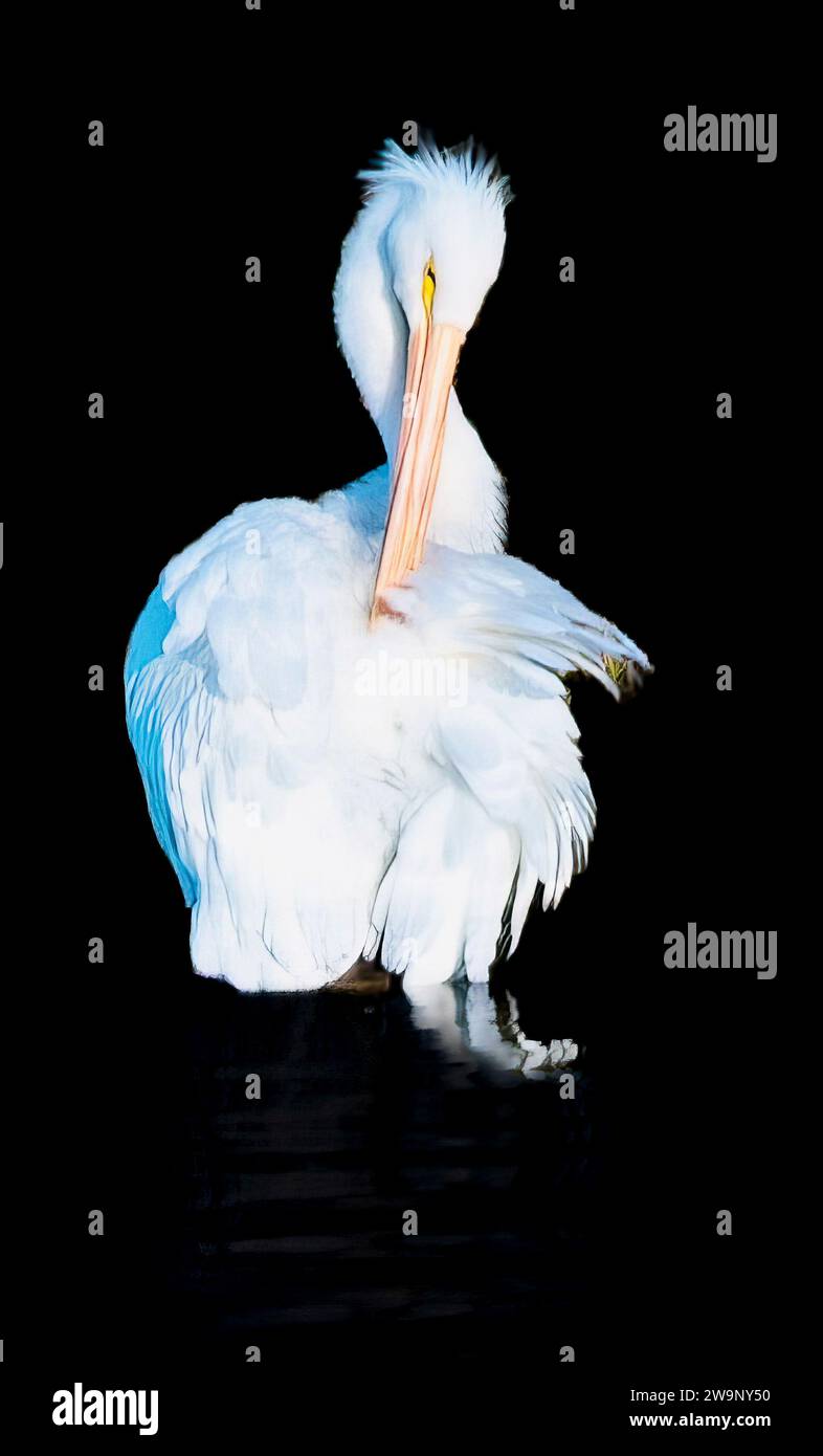 American white pelican migratory hi-res stock photography and images ...