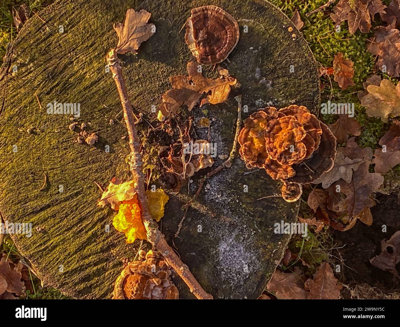 Fungus spores hi-res stock photography and images - Alamy