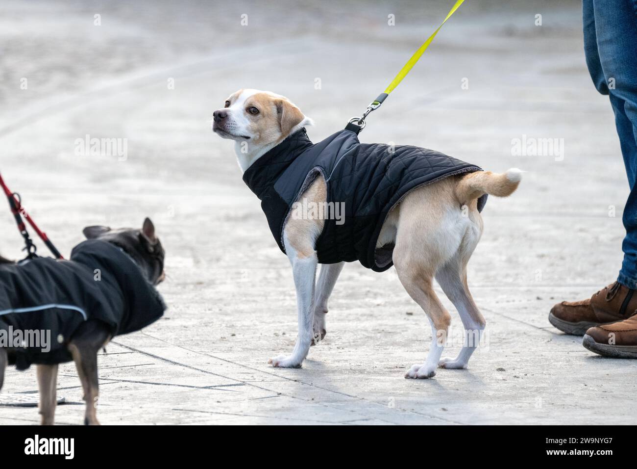 Dog of the year 2023 hi-res stock photography and images - Alamy