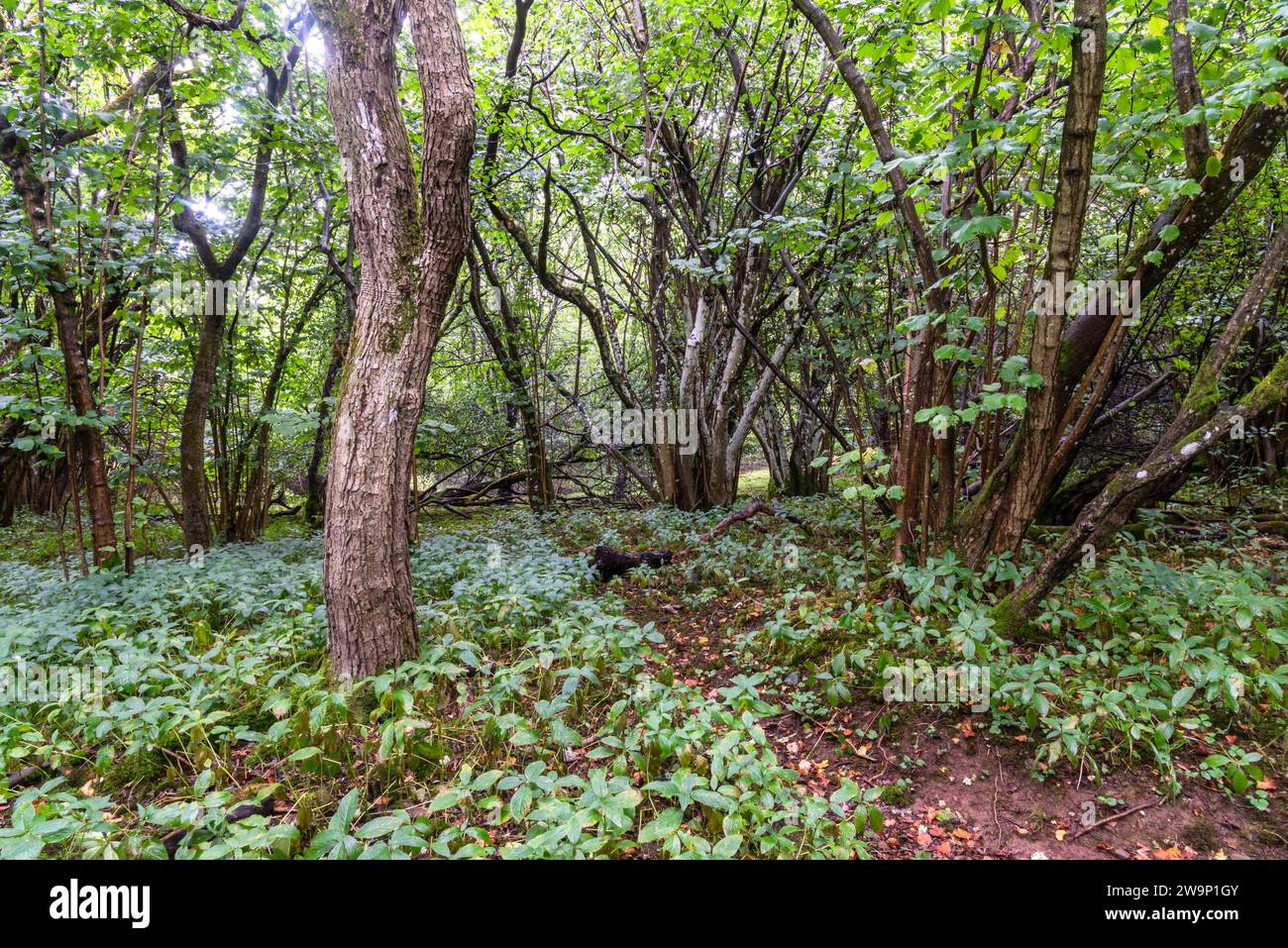 Coppiced hazel trees hi-res stock photography and images - Alamy