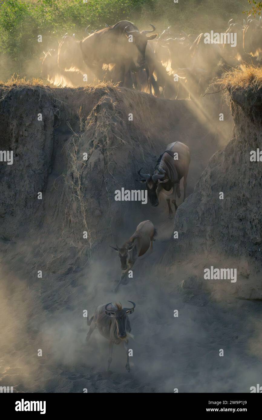 Blue wildebeest galloping down gully in dust Stock Photo - Alamy