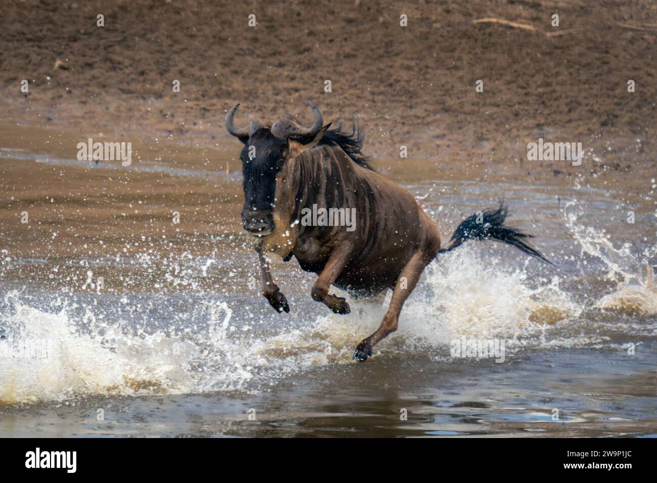 Blue wildebeest galloping through shallows in spray Stock Photo - Alamy