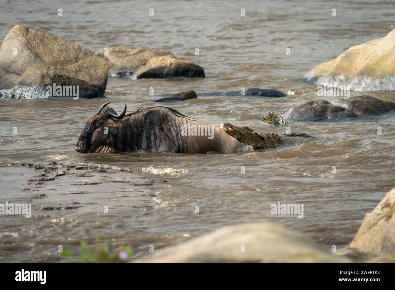 Blue wildebeest held by crocodile in Mara Stock Photo - Alamy