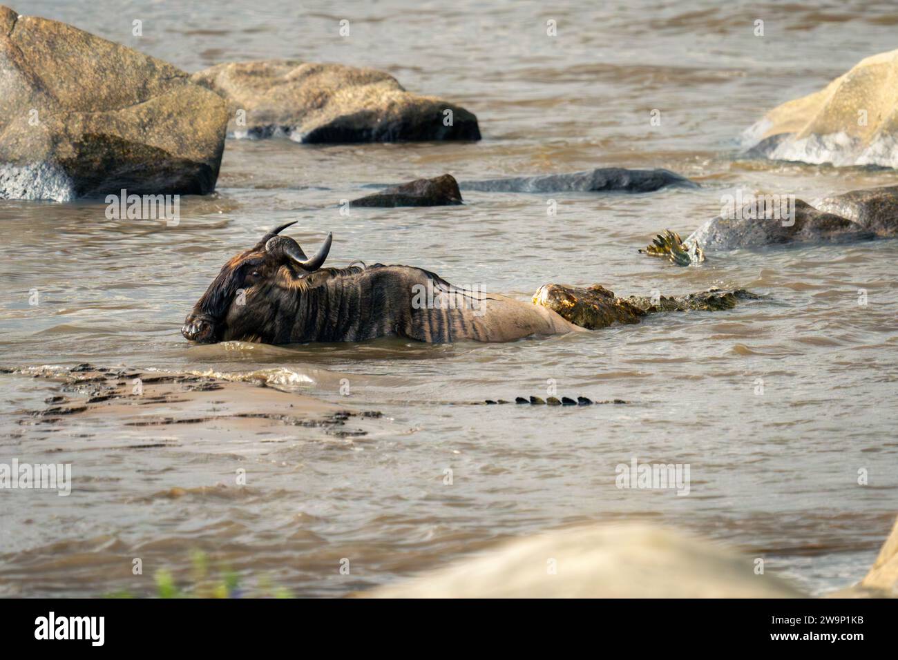 Blue wildebeest held by crocodile in river Stock Photo - Alamy