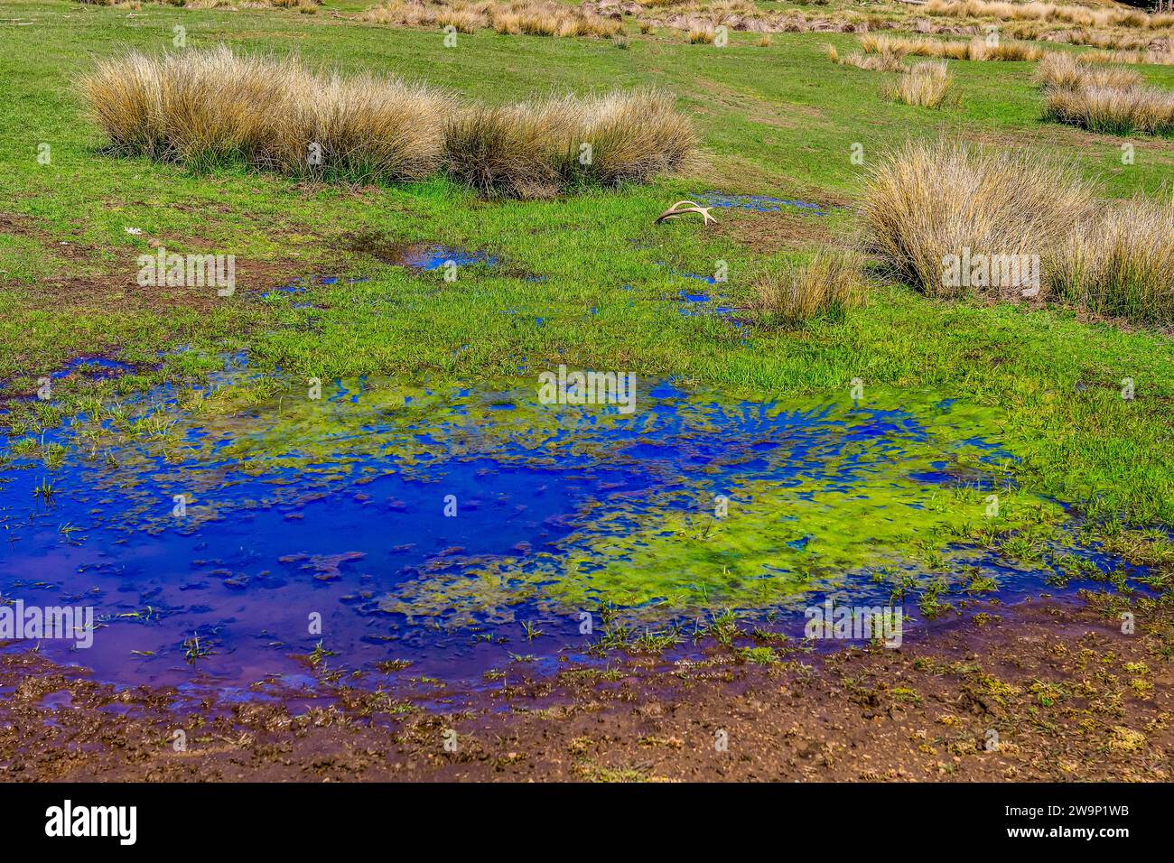 Peat pools hi-res stock photography and images - Alamy