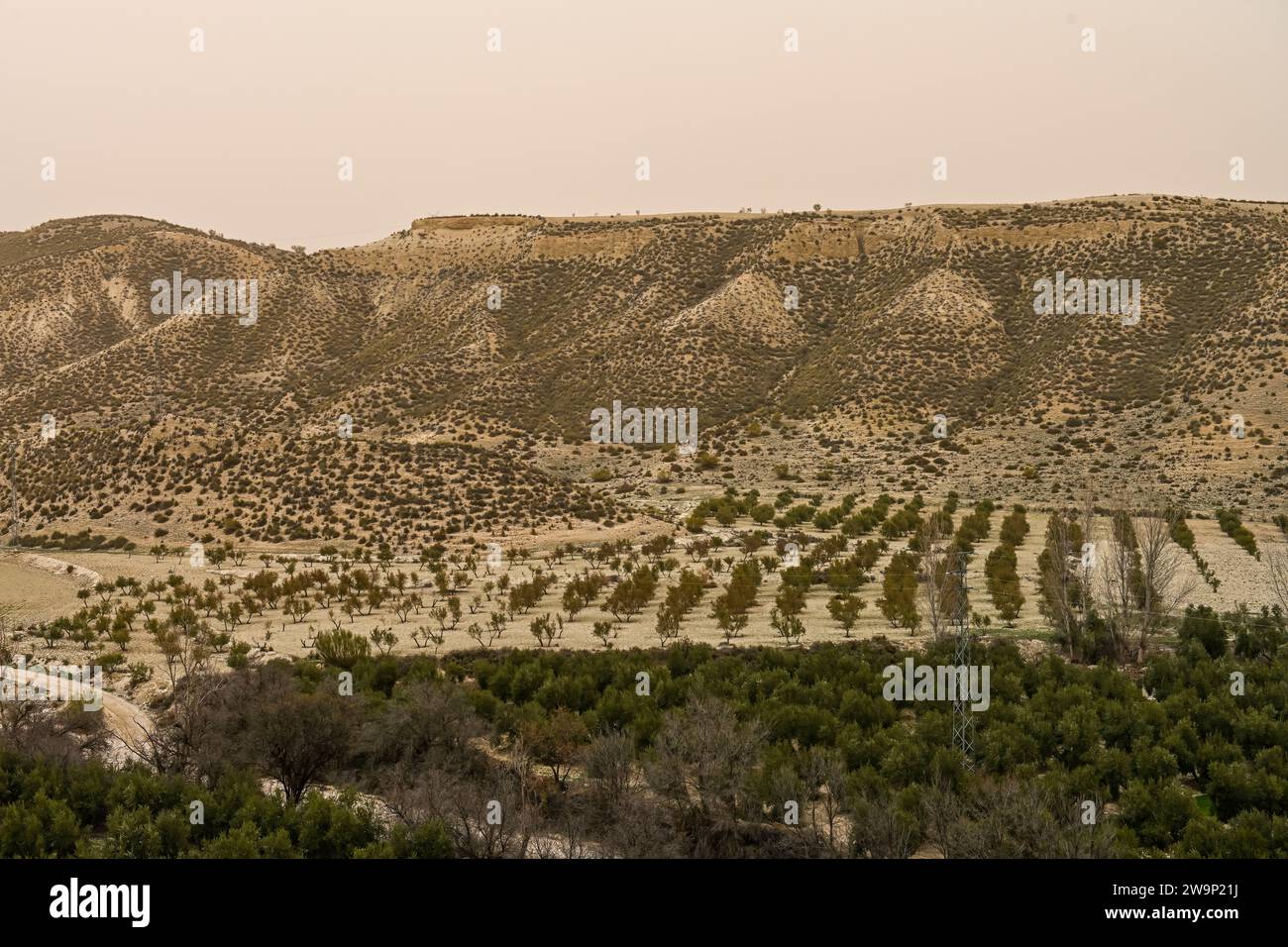 Rolling desert hills under a hazy sky, dotted with sparse shrubbery and ...