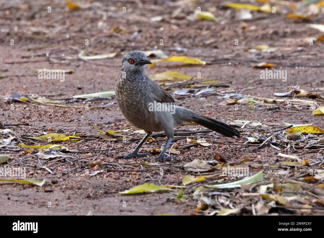 Brown Babbler (Turdoides plebejus platycirca) adult on side of track ...