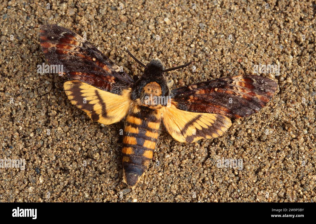 Death's-head hawkmoth (Acherontia atropos) is a moth native to Africa ...