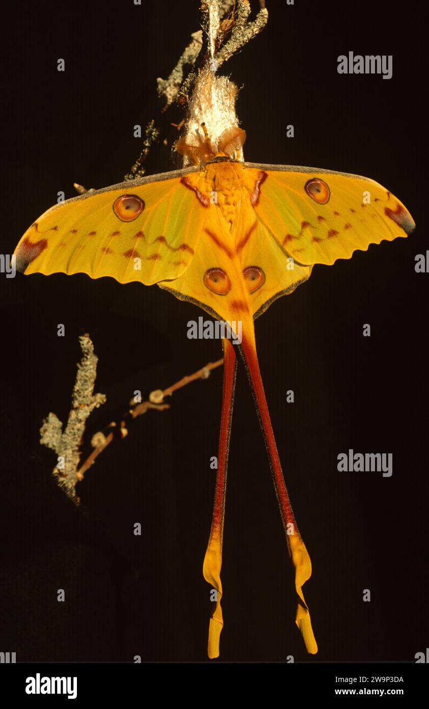 Malaysian moon moth hi-res stock photography and images - Alamy