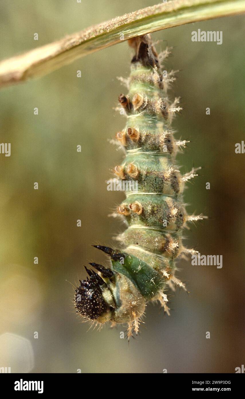 Small tortoiseshel (Aglais urticae) caterpillar becoming chrysalis ...