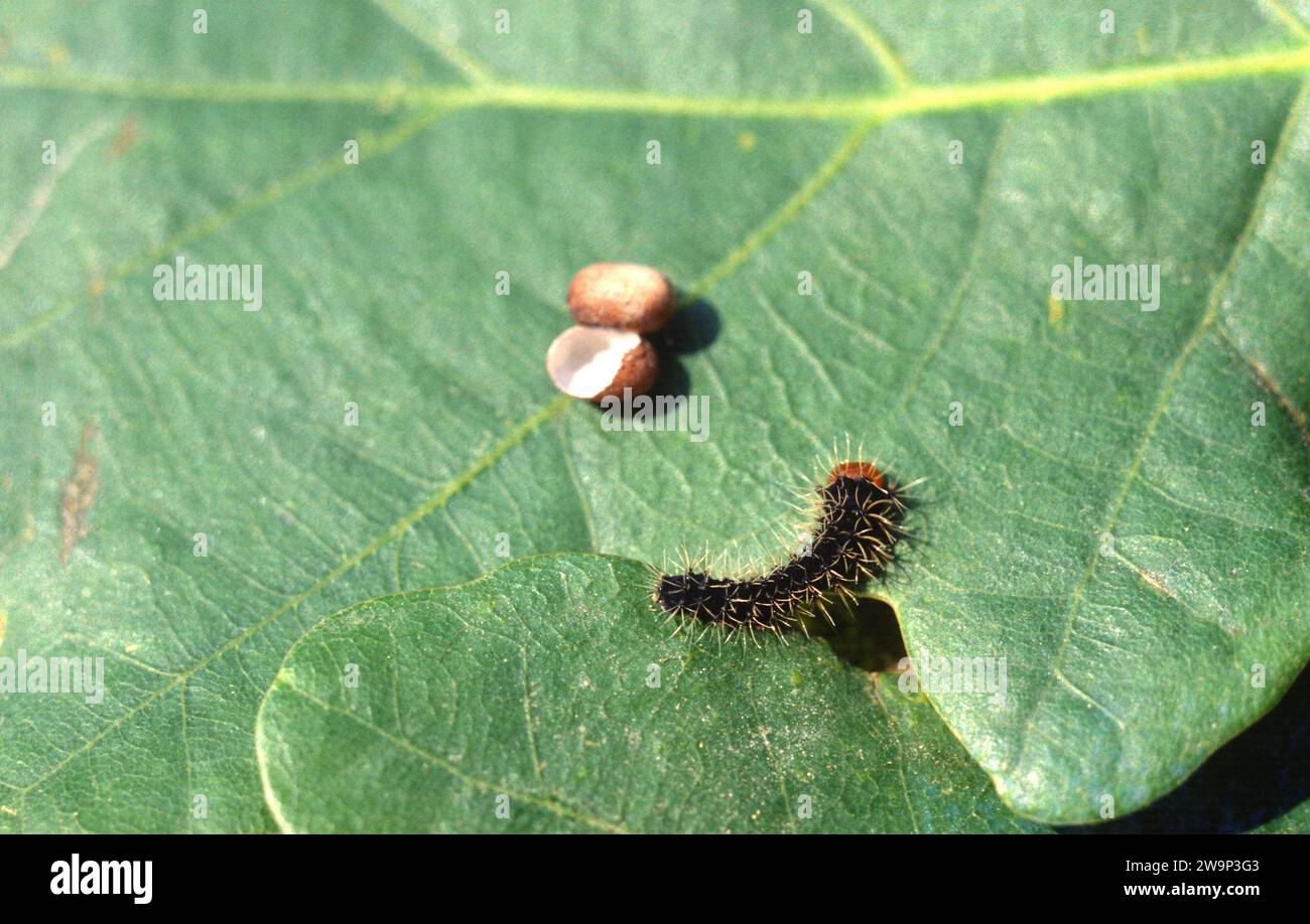 Antheraea pernyi hi-res stock photography and images - Alamy