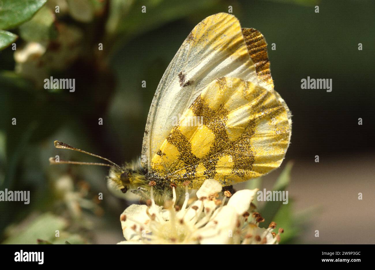 Provence orange tip (Anthocharis euphenoides) is a butterfly native to ...