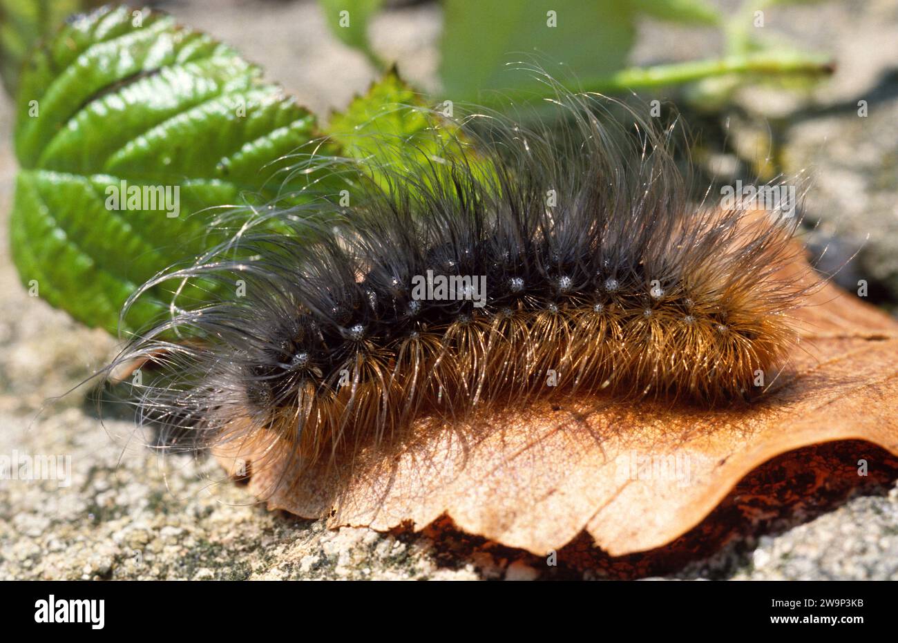 Garden tiger moth (Arctia caja) is a moth native to Europe and North ...