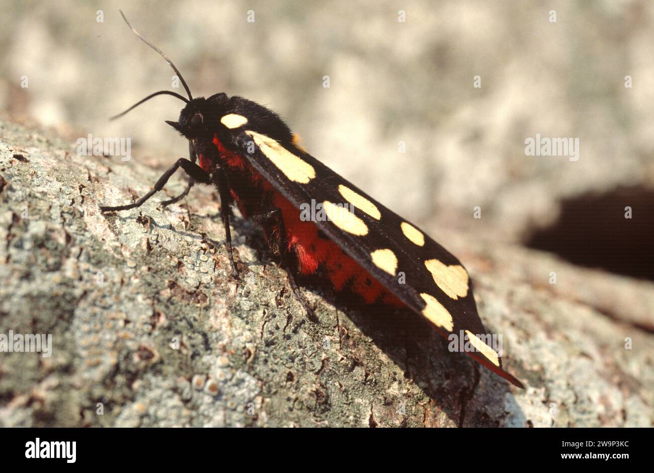 Cream-spot tiger (Arctia villica) is a moth native to southern Europe ...