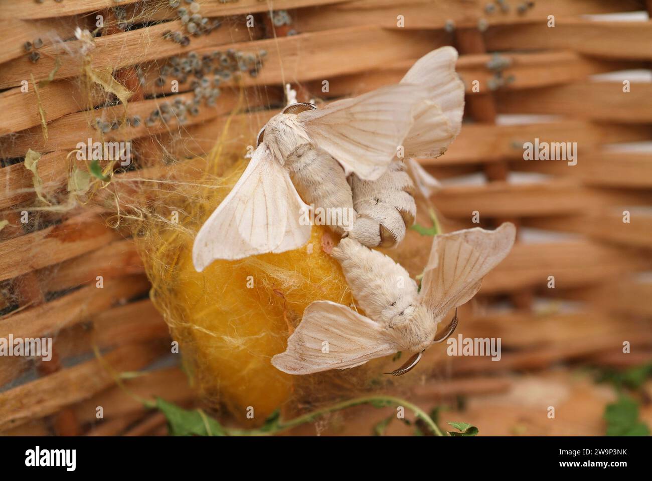 Domestic silkmoth (Bombyx mori). Copula Stock Photo - Alamy