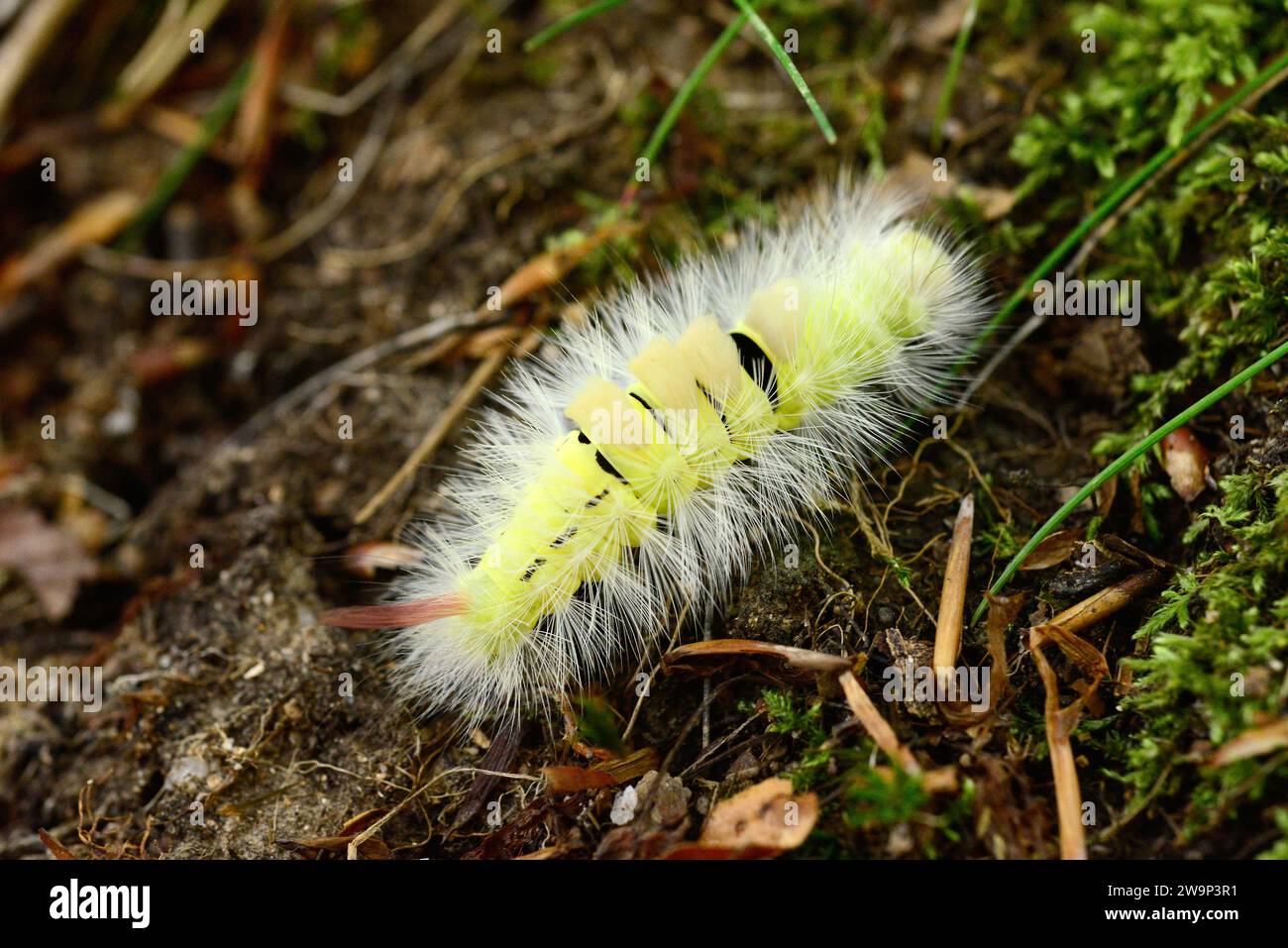 Pale tussock (Calliteara pudibunda) is a moth native to Eurasia ...