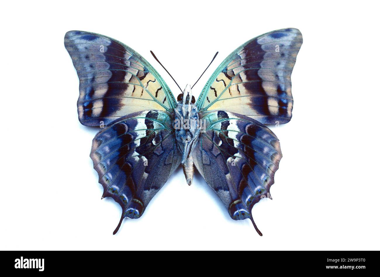 Green-veined emperor (Charaxes candiope) is a butterfly native to sub ...