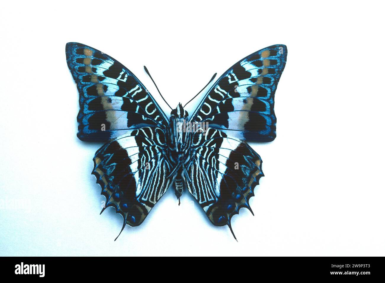 Giant emperor (Charaxes castor) is a butterfly native to tropical ...