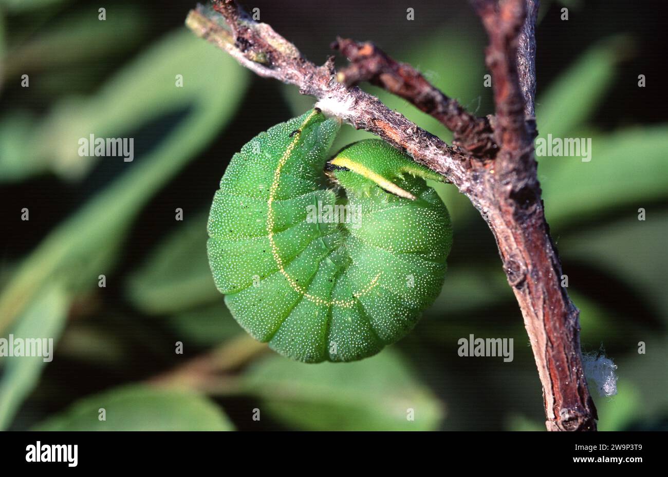 Two-tailed pasha (Charaxes jasius) is a butterfly native to southern ...