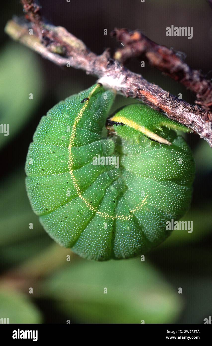 Two-tailed pasha (Charaxes jasius) is a butterfly native to southern ...