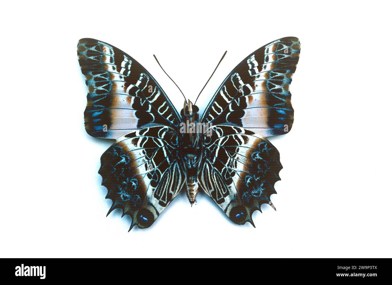 Black-bordered charaxes (Charaxes pollux) is a butterfly native to ...