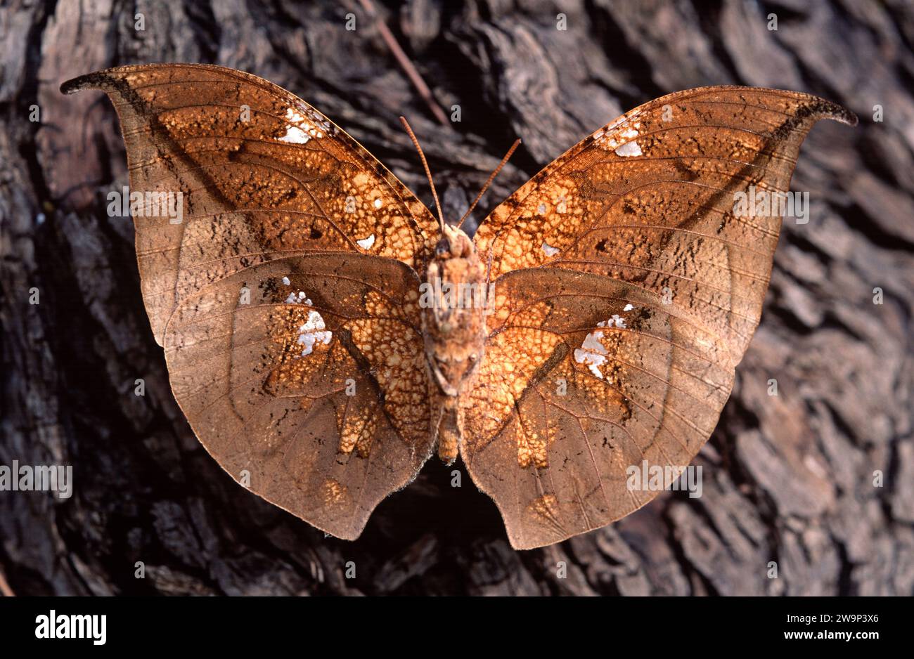 Leaf-butterfly (Coenophlebia archidona) is a cryptic butterfly native ...