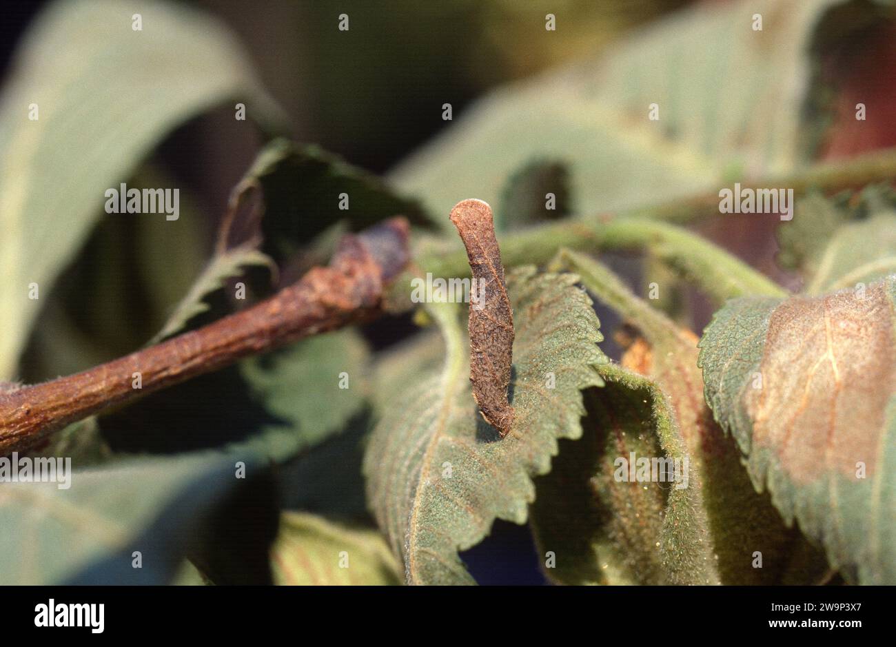 Case moth caterpillar hi-res stock photography and images - Alamy