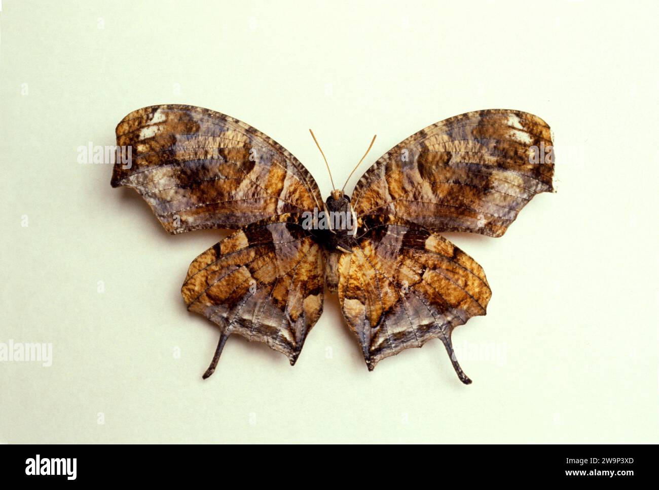 Tiger leafwing (Consul fabius or Consul hippona) is a butterfly native ...