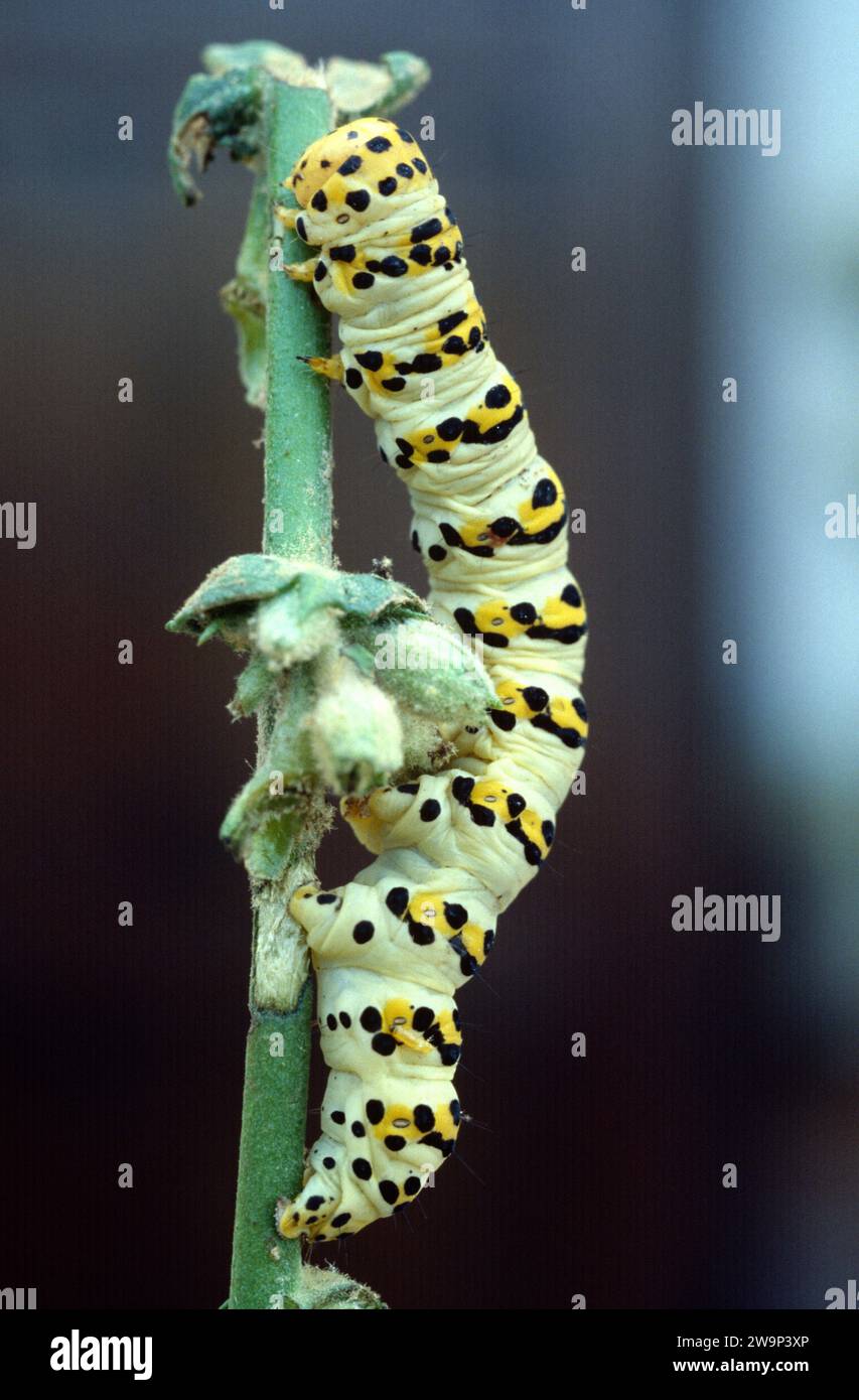 Mullein moth (Cucullia verbasci) is a moth native to Eurasia and north ...