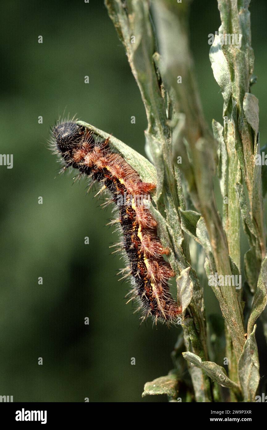 Painted lady (Cynthia cardui or Vanessa cardui) is a cosmopolitan ...