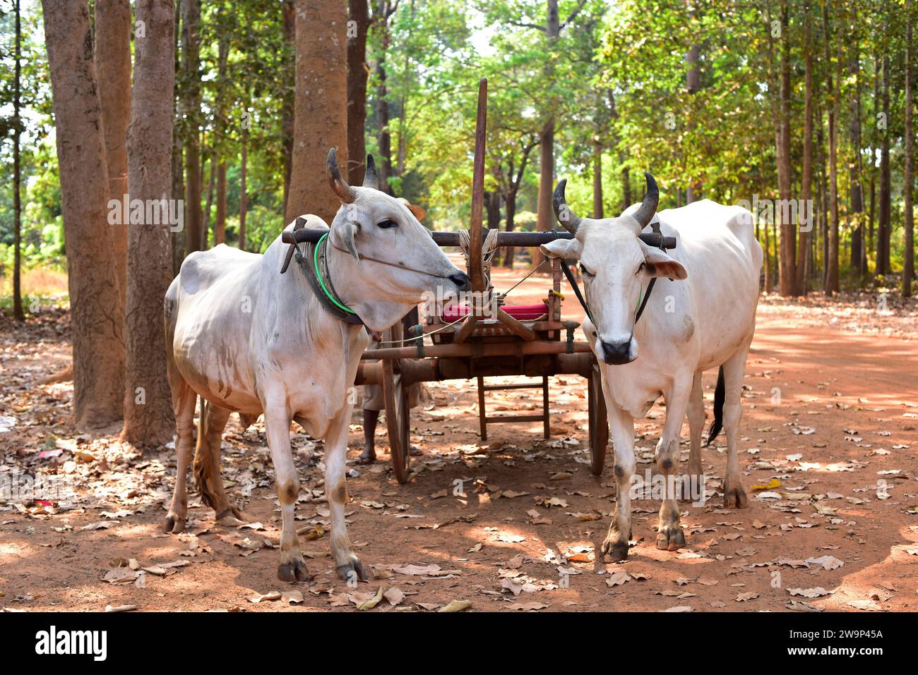 Traditional ox cart near Bakong. Siem Reap, Cambodia Stock Photo - Alamy