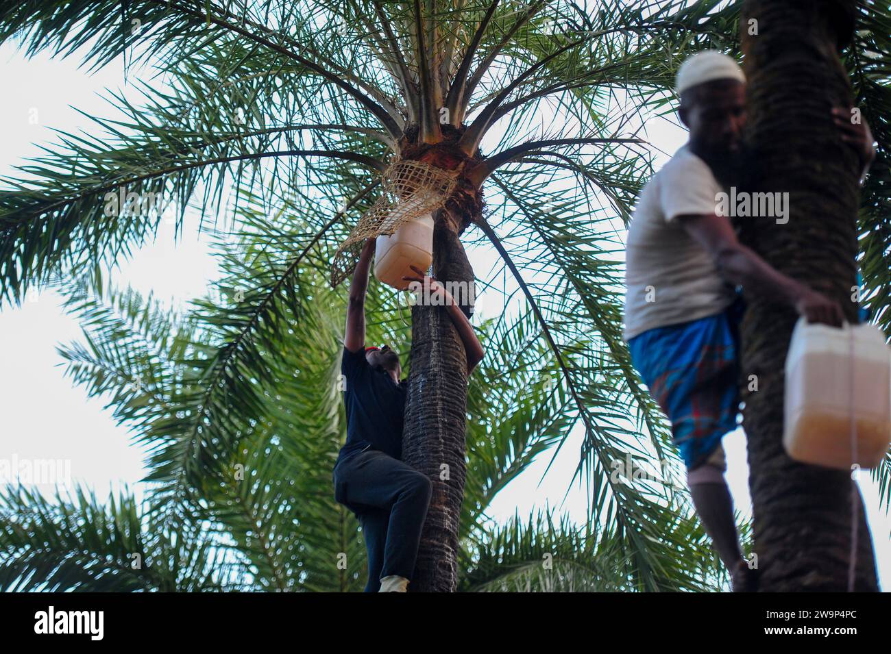 Date palm tree in container hi-res stock photography and images - Alamy