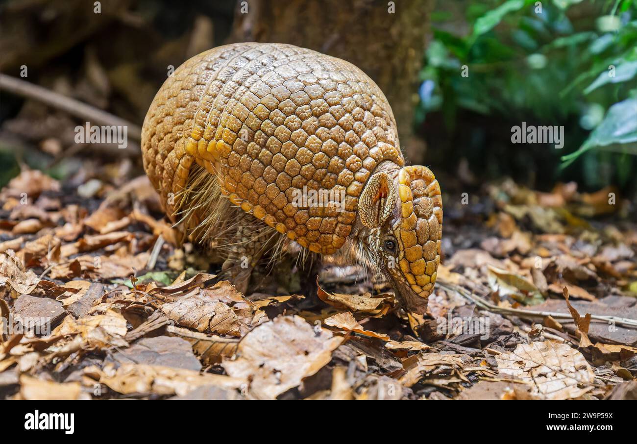 Casco De Armadillo Armadillo Scute – Minecraft Wiki