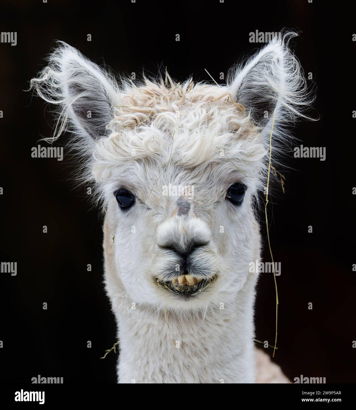 Close up View of a young Alpaca - isolated in front of black background ...