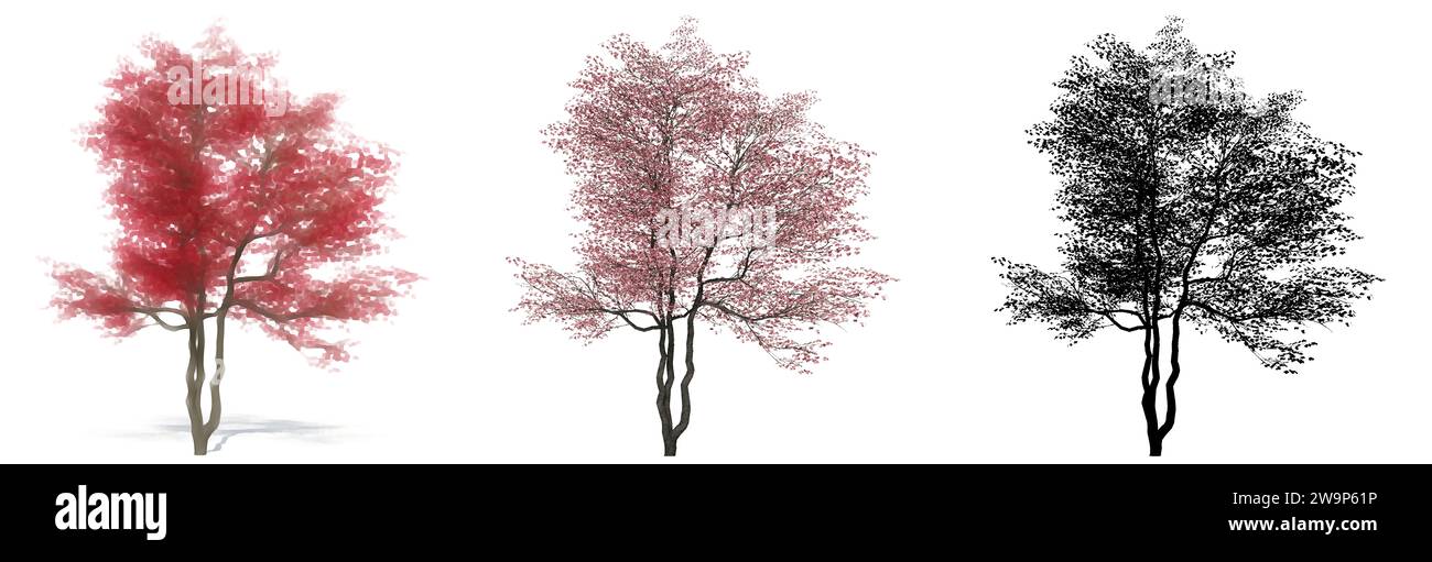 Set or collection of Flowering Dogwood trees, painted, natural and as a ...