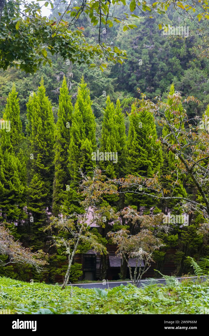 Beautiful Forest Landscape of Alishan National Forest Area in Chiyahi ...