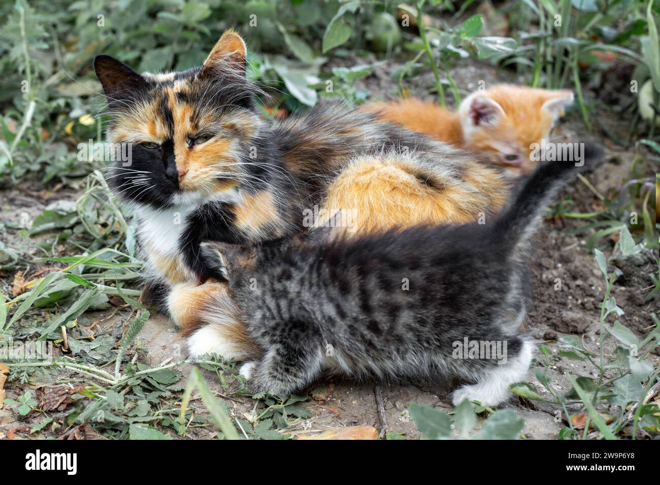 little kittens rub against their mother cat on the green lawn. Cheerful ...