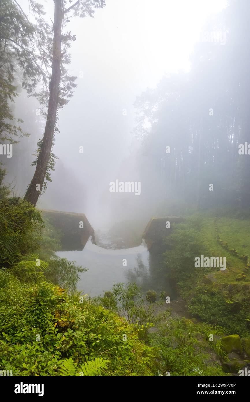 Beautiful Forest Landscape of Alishan National Forest Area in Chiyahi ...