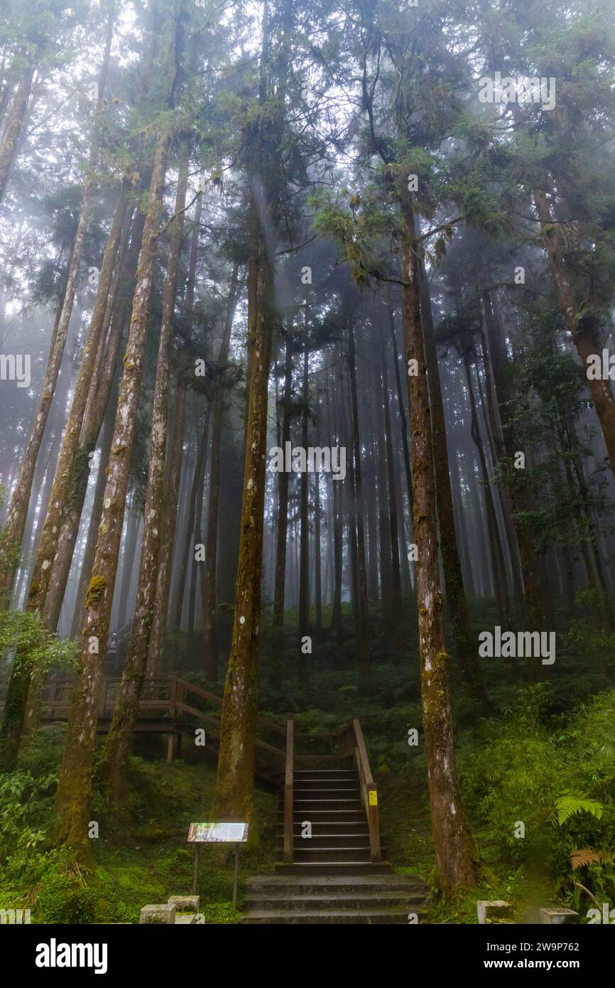 Beautiful Forest Landscape of Alishan National Forest Area in Chiyahi ...