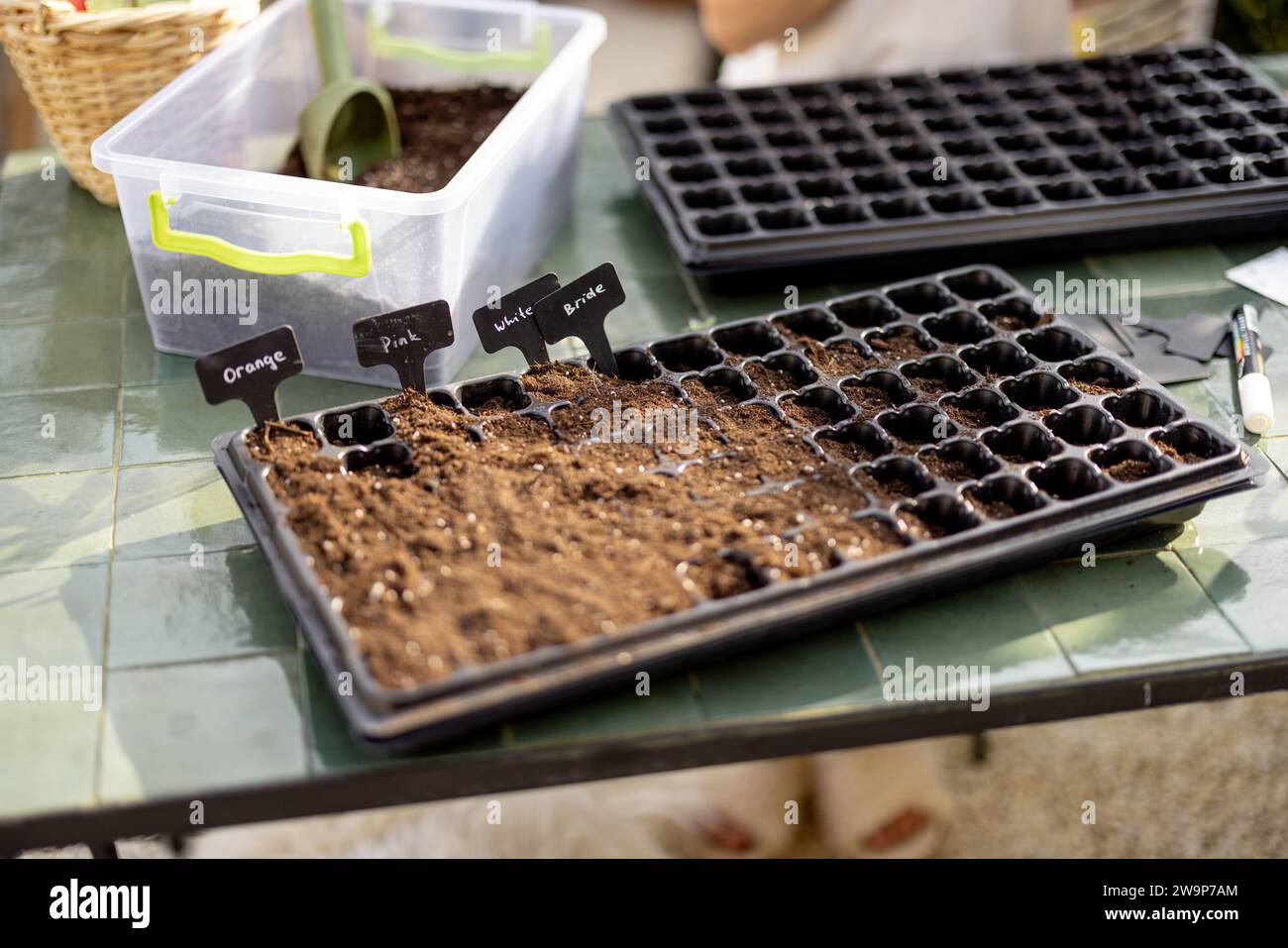 Seedling trays filled with a soil Stock Photo - Alamy