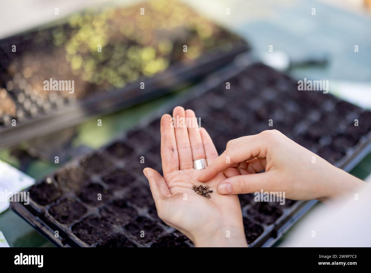 The process of sowing seeds into seedling trays Stock Photo - Alamy